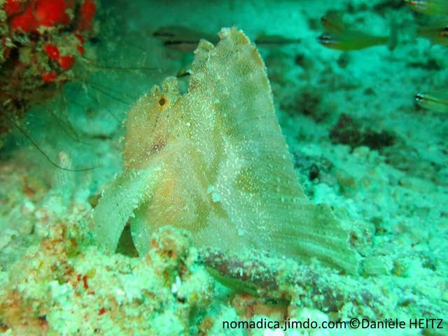 Taenianotus triacanthus - Site de nomadica