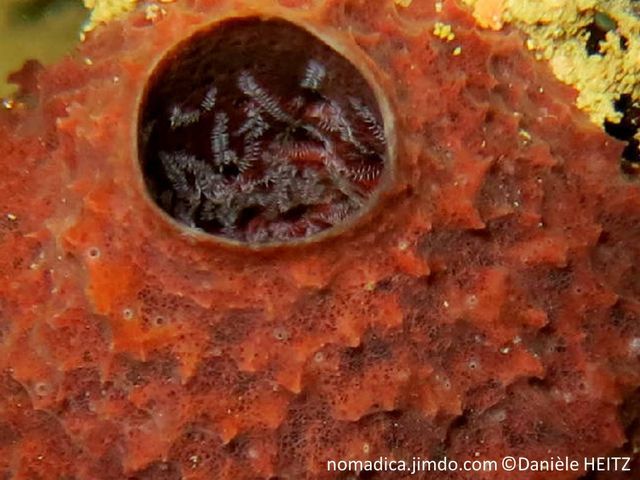 Petrosia (Petrosia) spheroida - Site de nomadica