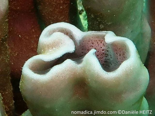 Callyspongia (Callyspongia) siphonella - Site de nomadica