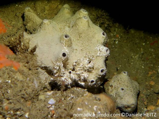 Spongia (Spongia) officinalis - Site de nomadica