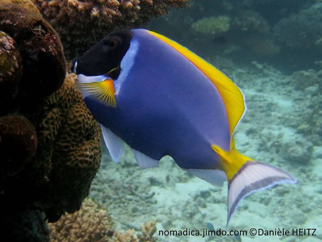 Acanthurus leucosternon - Site de nomadica