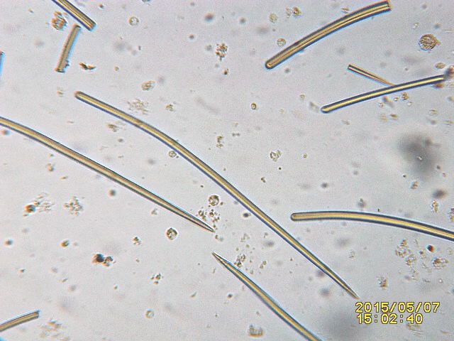 stylissa carteri - Site de nomadica