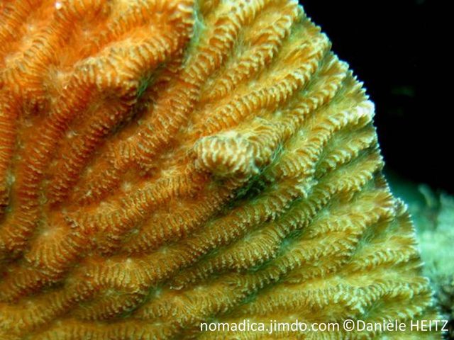 Merulina ampliata - Site de nomadica