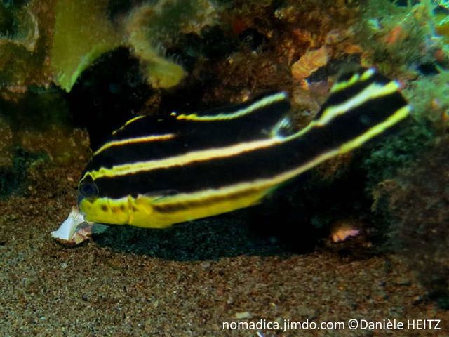 Diagramma labiosum - Site de nomadica