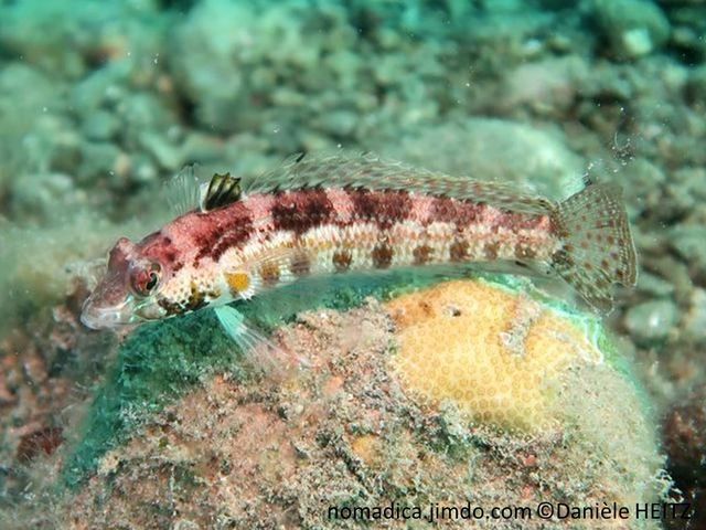 Parapercis snyderi - Site de nomadica
