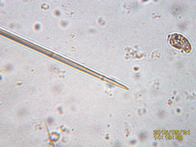 Mycale (Carmia) sp - Site de nomadica