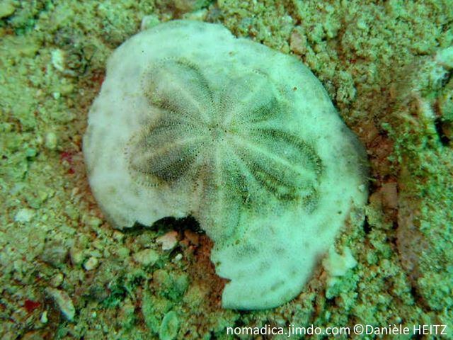 Clypeaster reticulatus - Site de nomadica