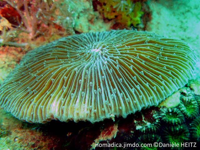 Lithophyllon repanda - Site de nomadica