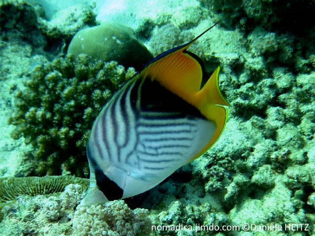 Chaetodon auriga - Site de nomadica