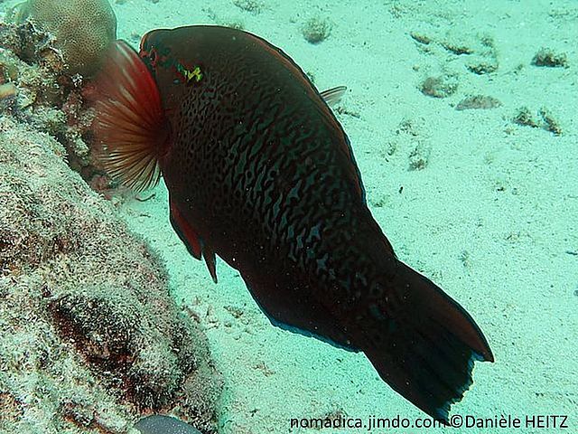 Scarus niger - Site de nomadica