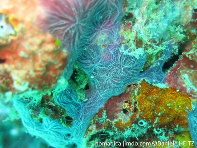 Chalinula nematifera - Site de nomadica