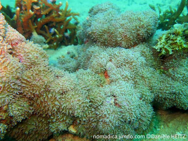 Rhodactis rhodostoma - Site de nomadica