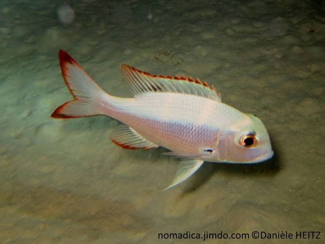 Monotaxis grandoculis - Site de nomadica