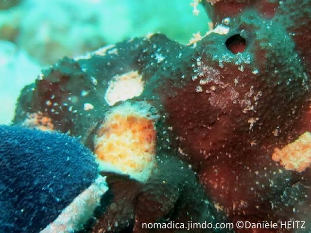 Ircinia ramosa - Site de nomadica