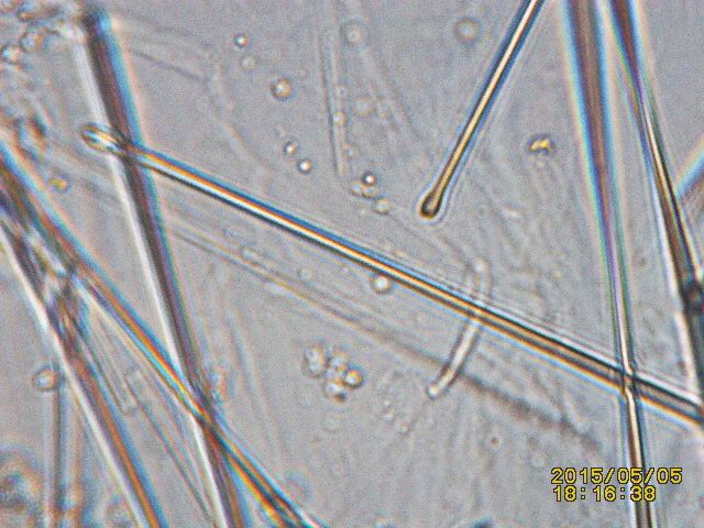 Mycale (Arenochalina) euplectellioides - Site de nomadica