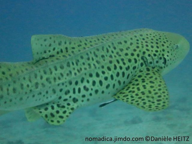 Stegostoma fasciatum - Site de nomadica