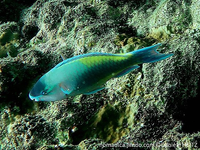 Scarus psittacus - Site de nomadica