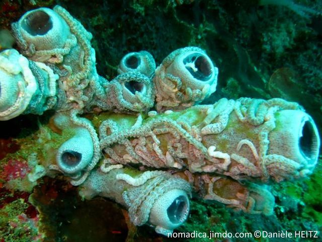 Synaptula media - Site de nomadica