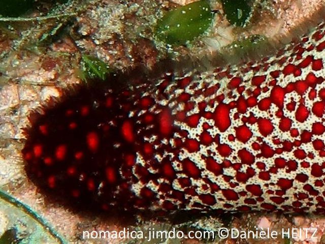 Pentaster obtusatus - Site de nomadica