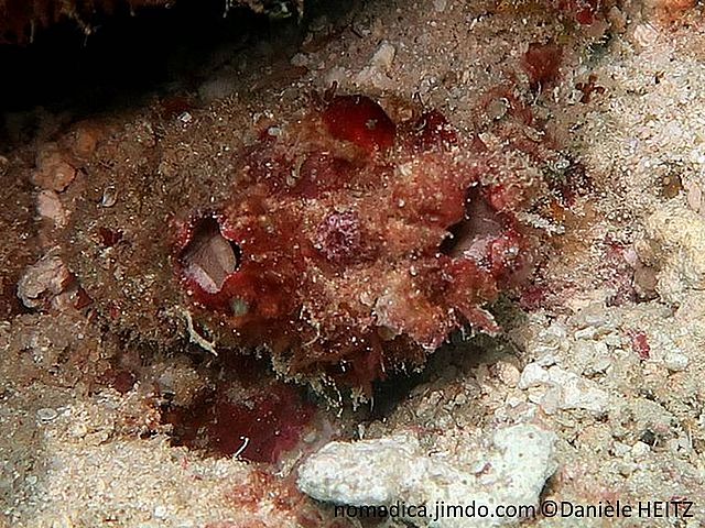 Polycarpa mytiligera - Site de nomadica