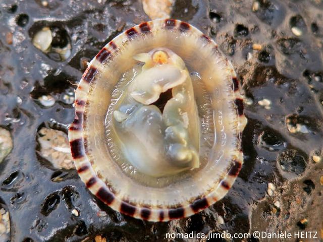 Cellana rota - Site de nomadica