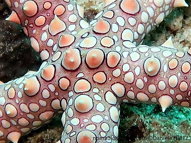 Gomophia egyptiaca - Site de nomadica