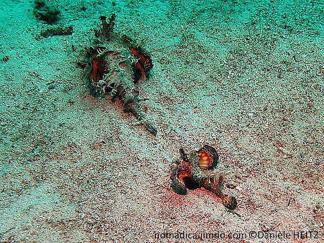 Inimicus filamentosus - Site de nomadica