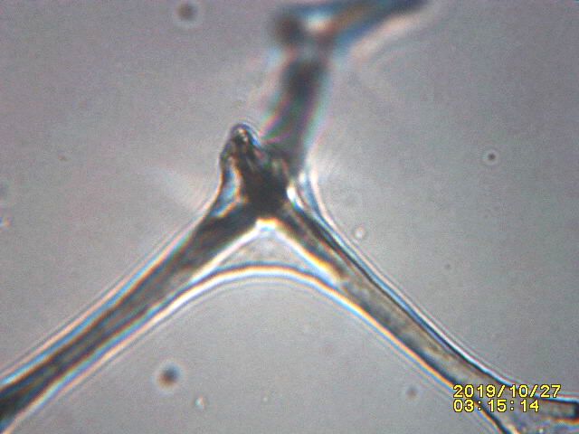 Theonella conica - Site de nomadica