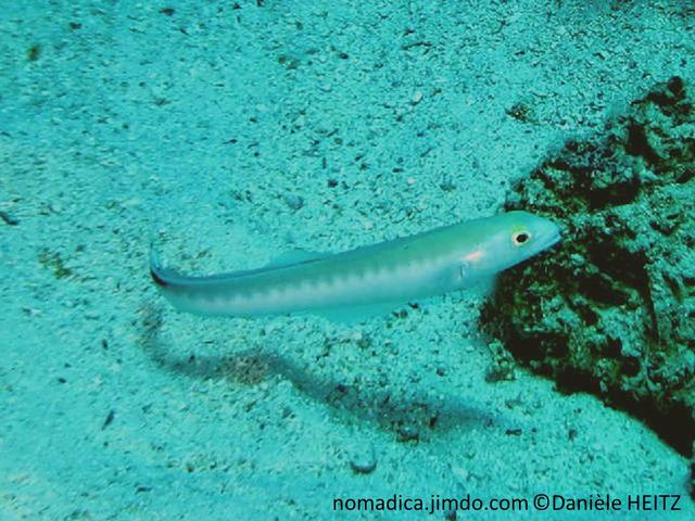 Malacanthus brevirostris - Site de nomadica