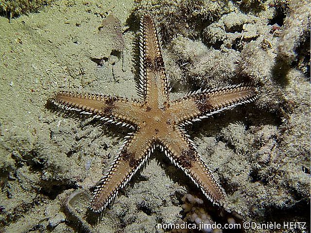 Astropecten polyacanthus - Site de nomadica