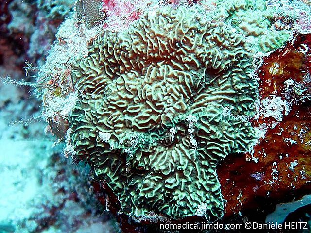 Pavona varians - Site de nomadica