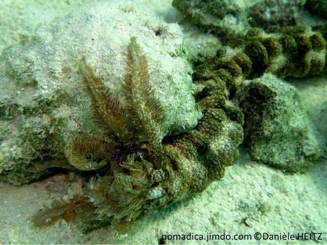 Synapta maculata - Site de nomadica