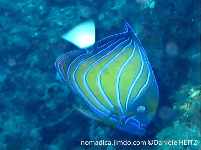 Pomacanthus annularis - Site de nomadica