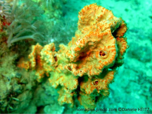 stylissa carteri - Site de nomadica