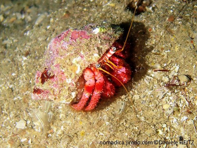 Dardanus calidus - Site de nomadica