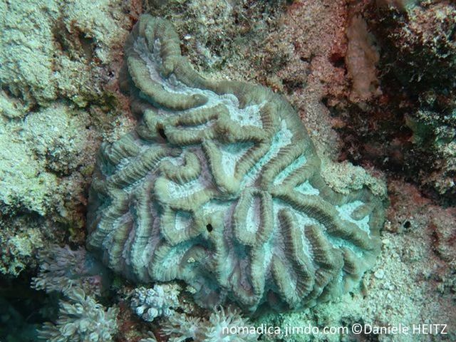 Oulophyllia crispa - Site de nomadica