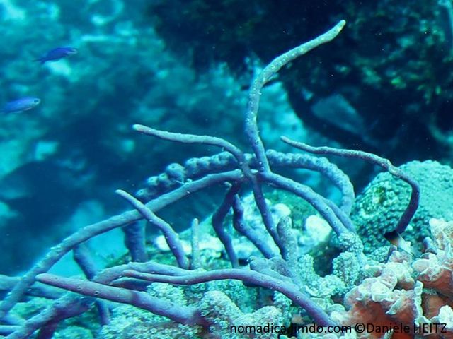 Aplysina cauliformis - Site de nomadica