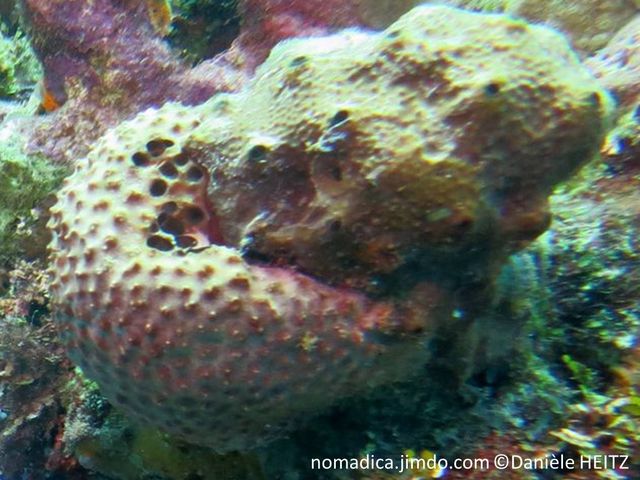 Ircinia strobilina - Site de nomadica