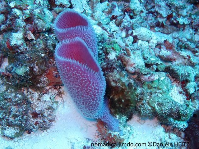 Niphates digitalis - Site de nomadica