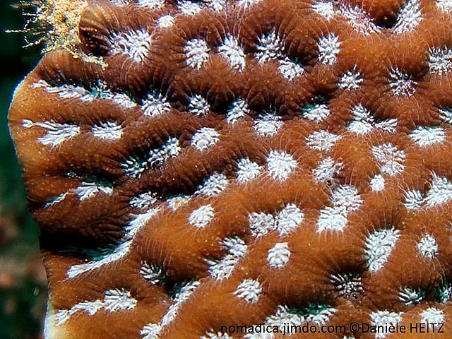 Merulina scheeri - Site de nomadica