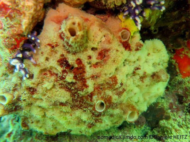 Cliona celata - Site de nomadica