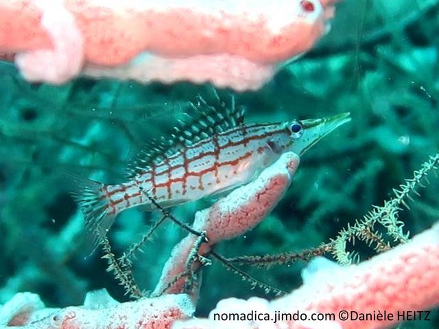 Oxycirrhites typus - Site de nomadica