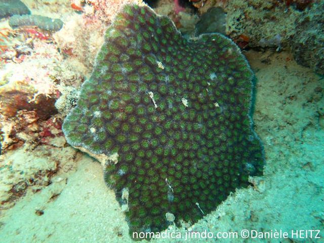 Dipsastraea speciosa - Site de nomadica