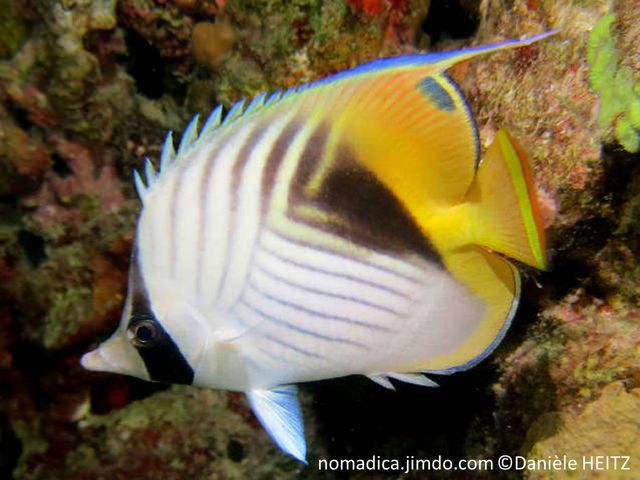Chaetodon auriga - Site de nomadica