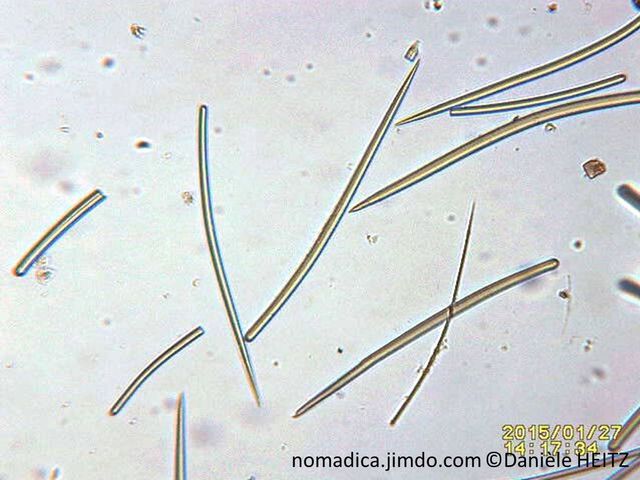Ptilocaulis spiculifer - Site de nomadica