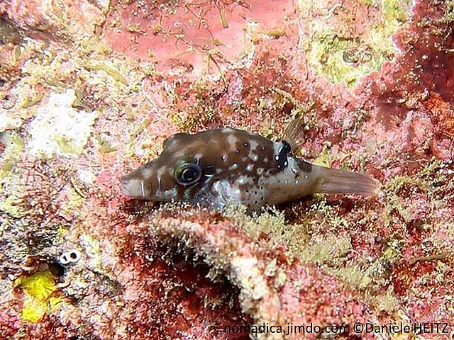 Canthigaster pygmaea - Site de nomadica