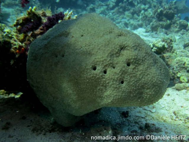 Hippospongia communis - Site de nomadica