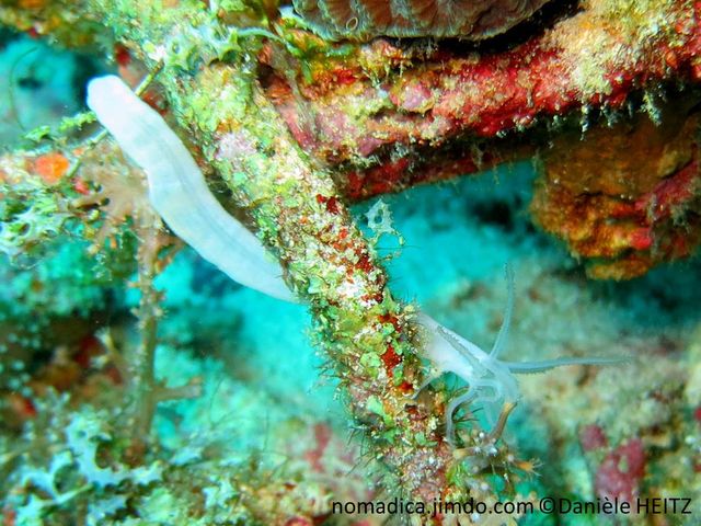 Synaptula lamperti - Site de nomadica