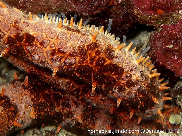 Mithrodia clavigera - Site de nomadica