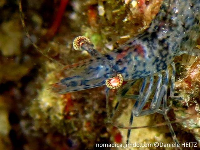 Heteropenaeus longimanus - Site de nomadica